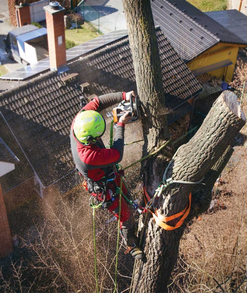 Services offered by JD Tree Services, Tree Surgeons & Arborists